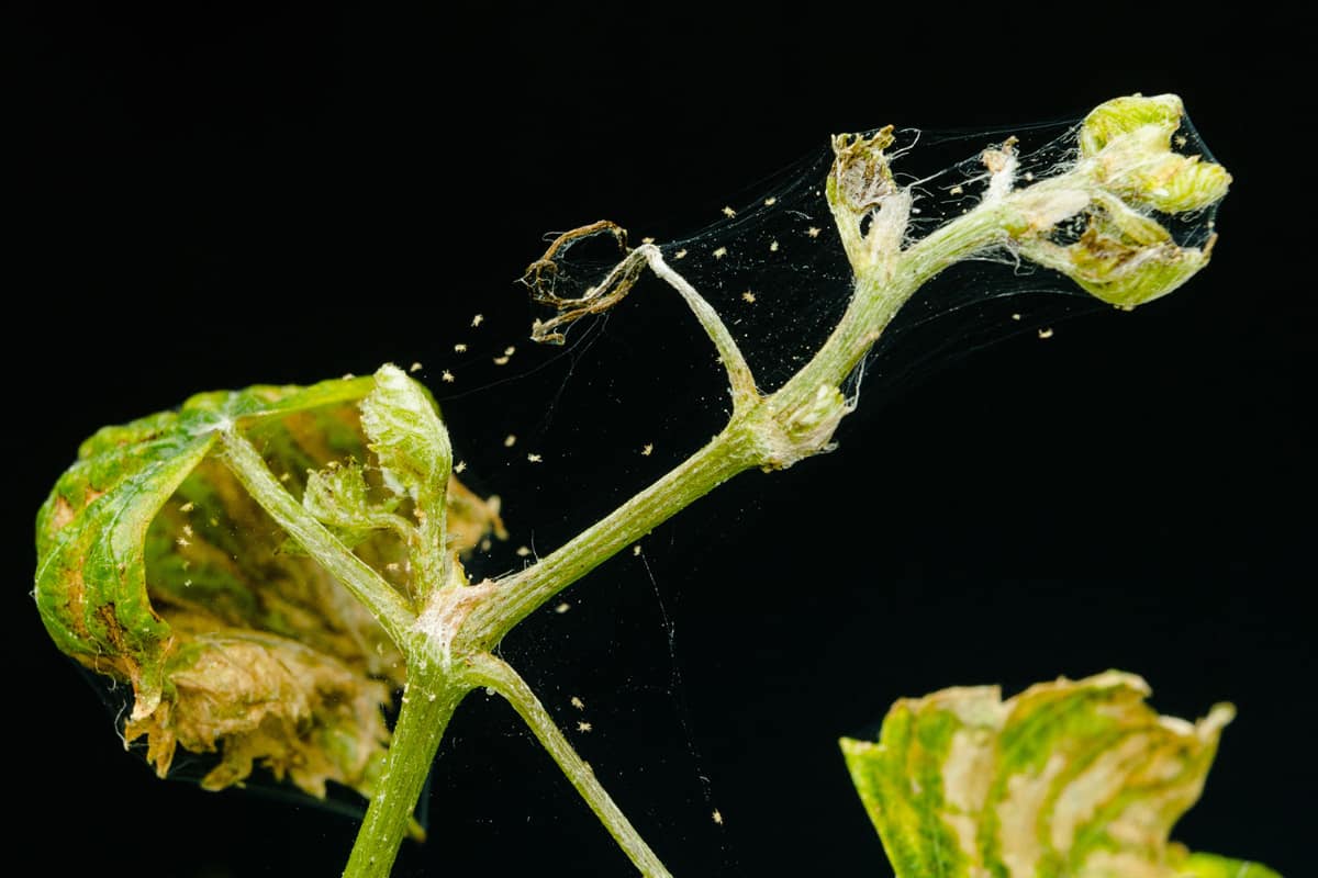 6 Common Jade Plant Bugs: Identification and Eradication Tips ...