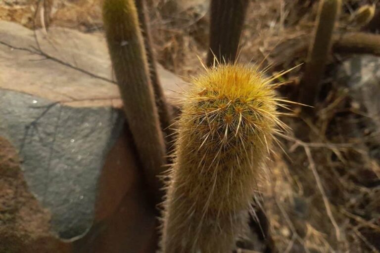Cereus Cactus 101: A Visual Tour of 16 Prominent Species | Succulent Alley