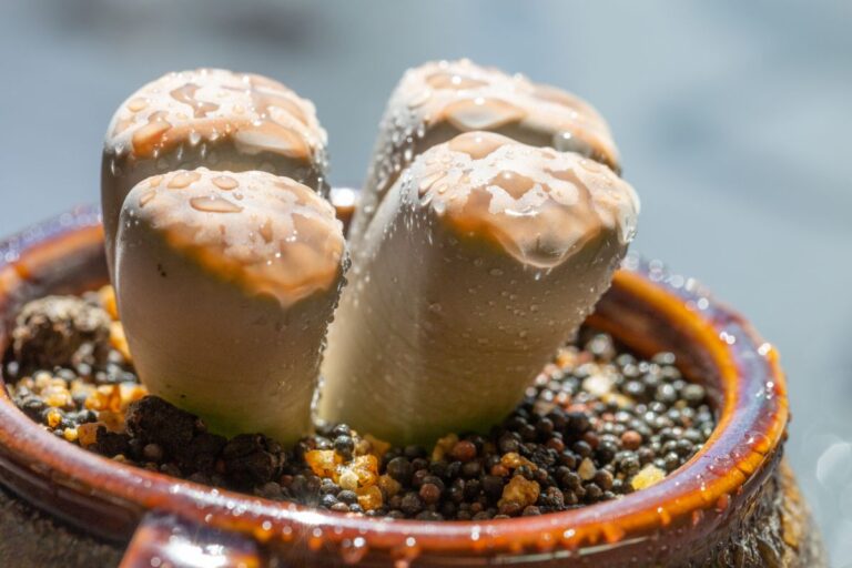 Lithops Watering Schedule: A Guide | Succulent Alley