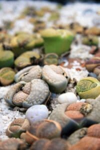 Understanding Lithops Splitting: A Natural Part of Their Growth Cycle ...