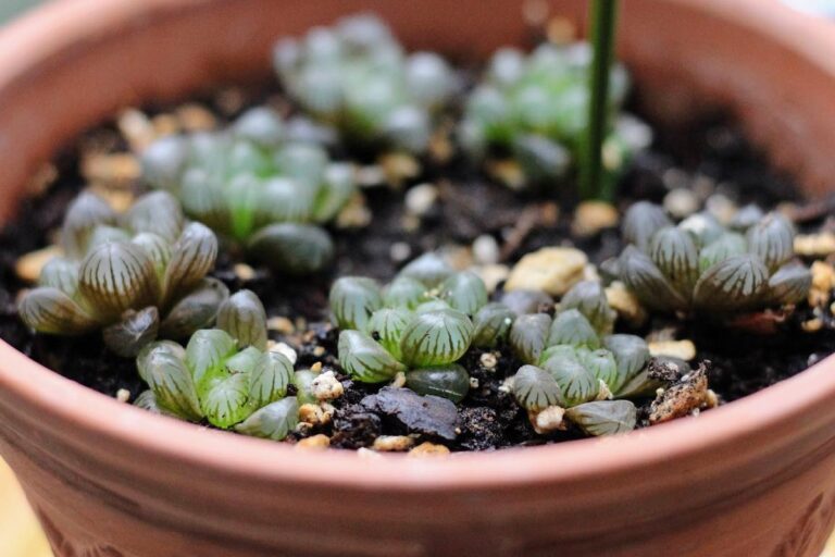 Successful Haworthia Propagation: A Comprehensive Guide | Succulent Alley