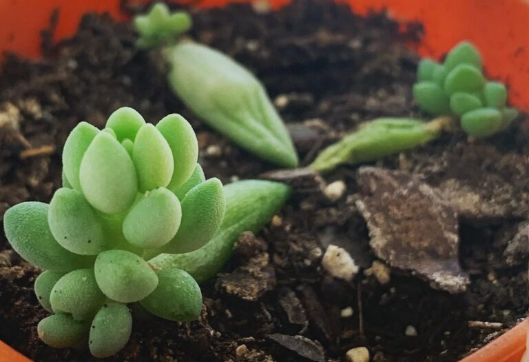 Effortless Burro's Tail Propagation: A Proven Method | Succulent Alley