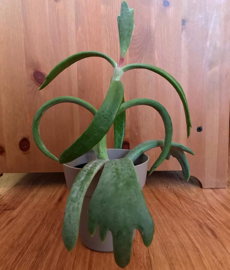 Cotyledon Succulents: 25 Varieties You Need to See to Believe ...