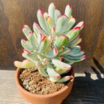 Cotyledon Succulents: 25 Varieties You Need to See to Believe ...