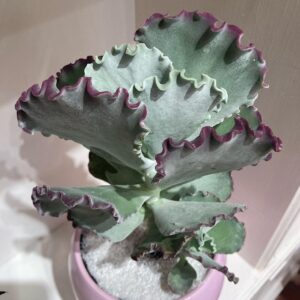 Cotyledon Succulents: 25 Varieties You Need to See to Believe ...