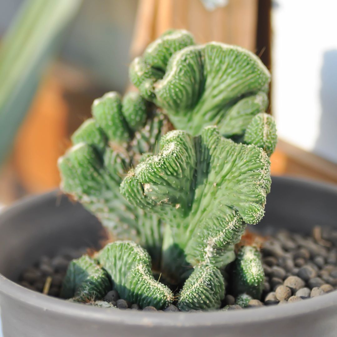 5 Reasons Your Coral Cactus is Struggling (And How to Fix Them ...