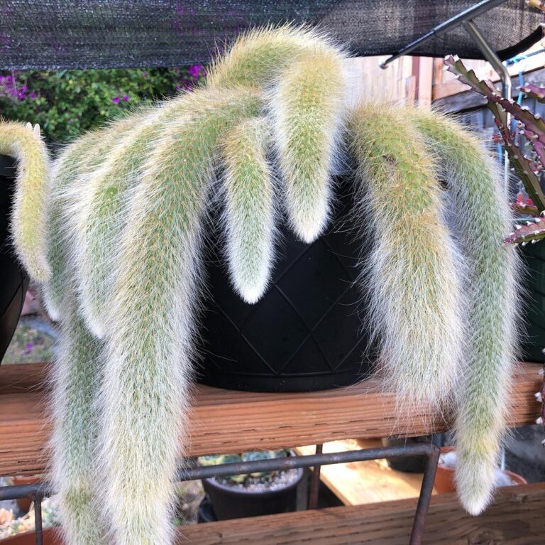 The Bewitching Monkey Tail Cactus: Nature's Hairy Wonder | Succulent Alley