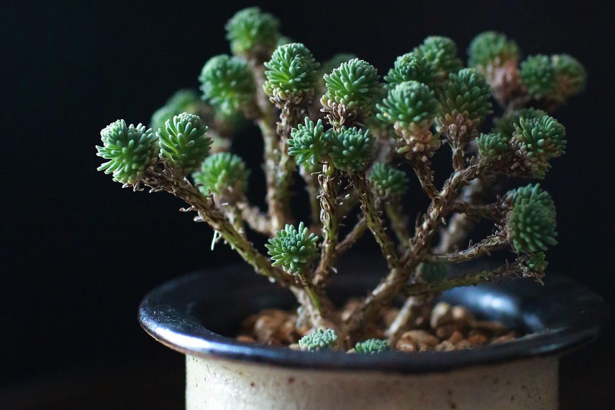 Sedum multiceps: A Living Bonsai from the Algerian Deserts | Succulent ...