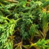Sedum rupestre: The European Jewel That Belongs in Your Garden ...