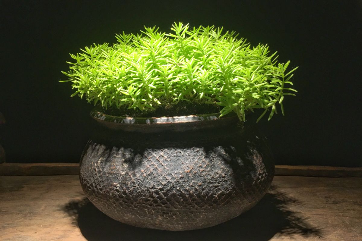 Sedum rupestre: The European Jewel That Belongs in Your Garden ...