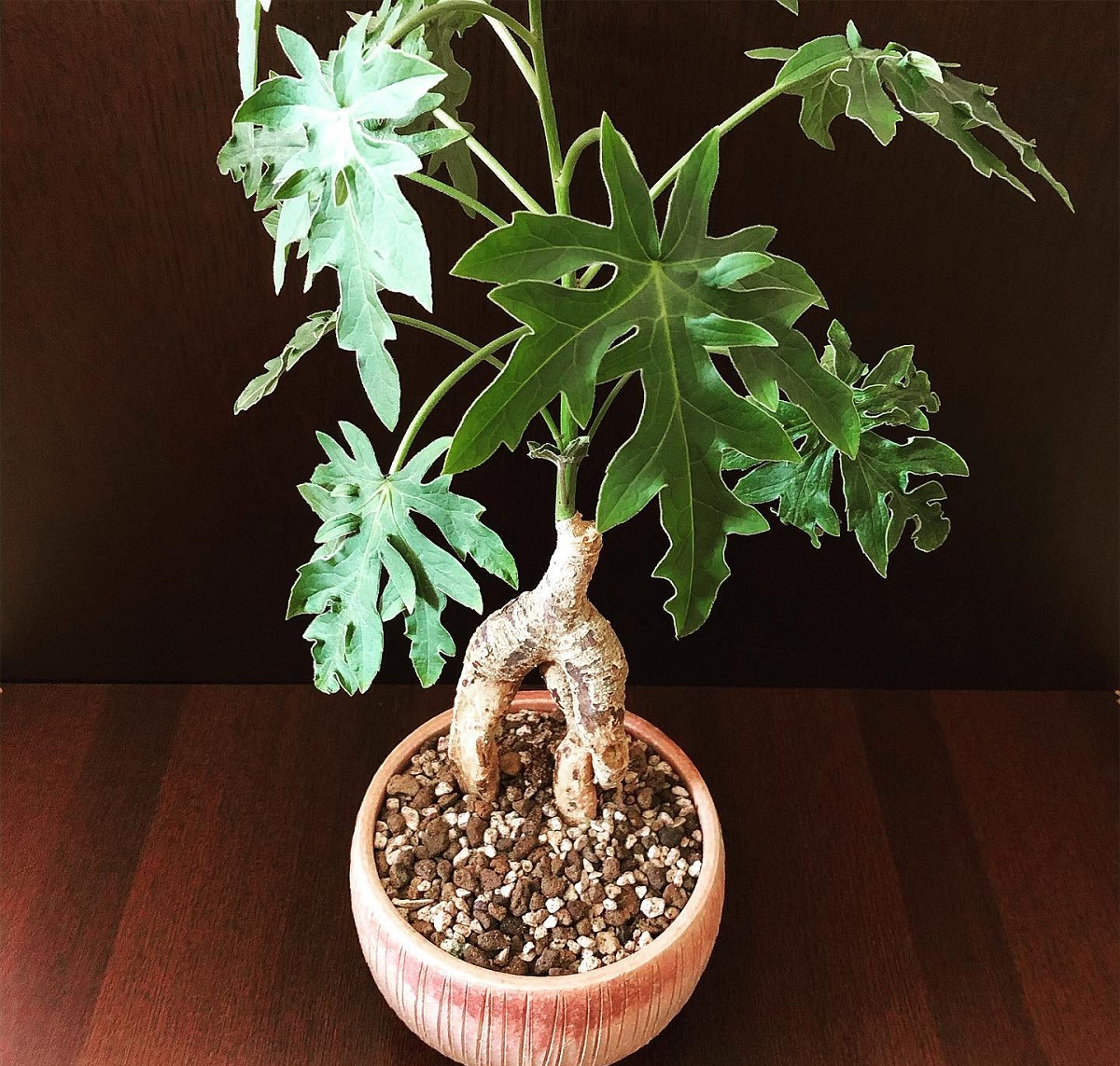 Exploring the Resilient Beauty of Adenia volkensii | Succulent Alley