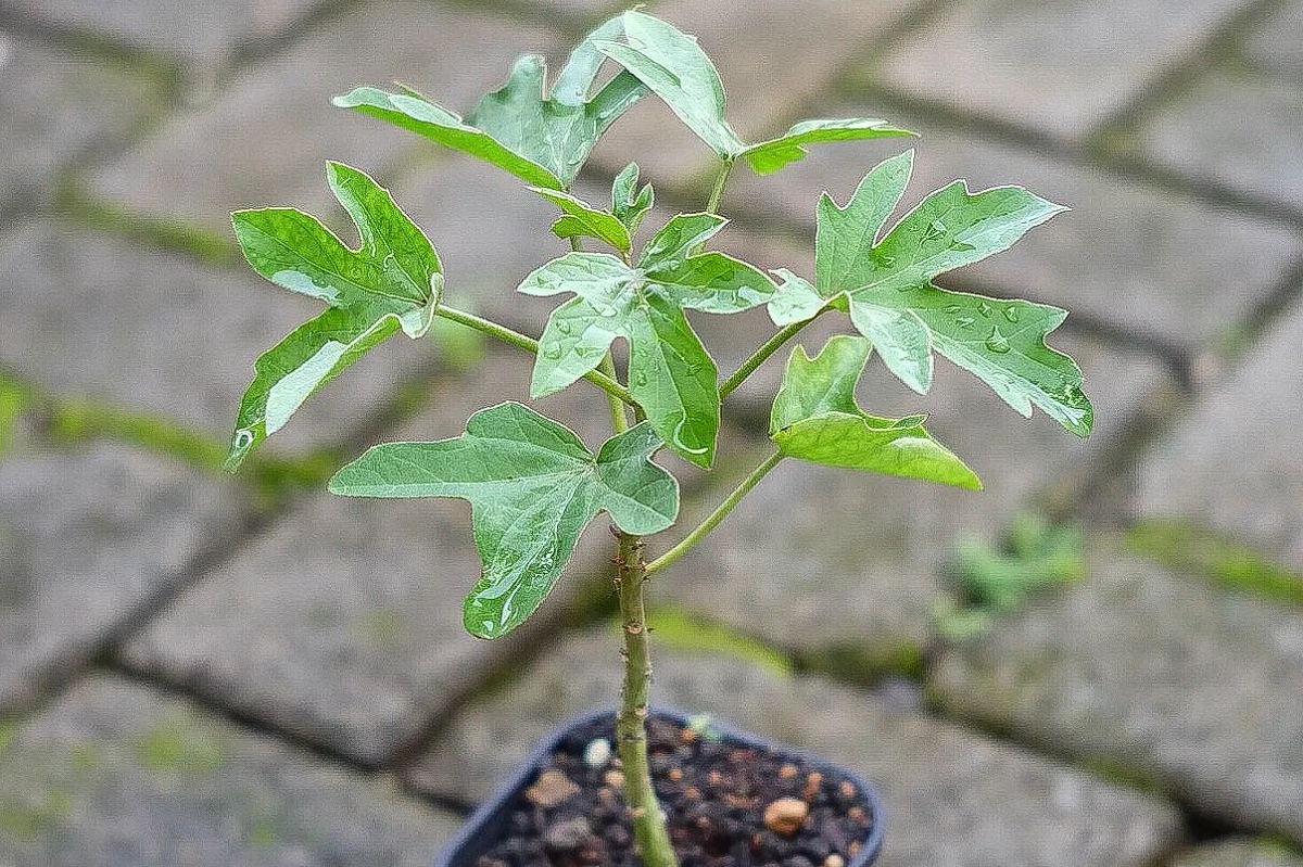 Exploring the Resilient Beauty of Adenia volkensii | Succulent Alley