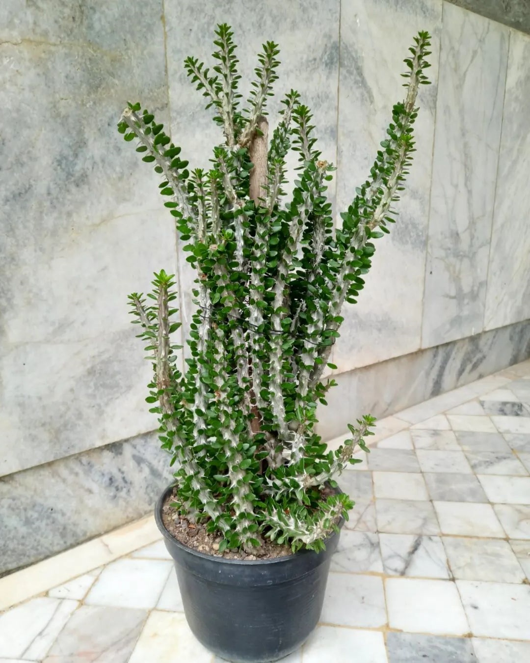 Alluaudia ascendens: The Spiky Tree That Looks Like a Mace | Succulent ...