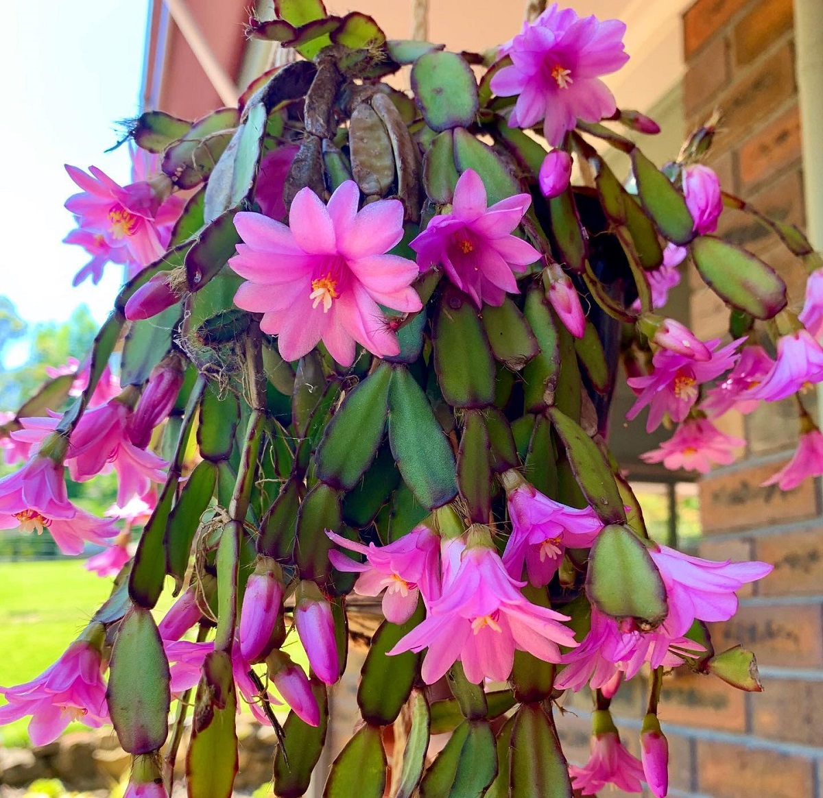 Unveiling the Hatiora rosea: Secrets of the Captivating Rose Easter ...