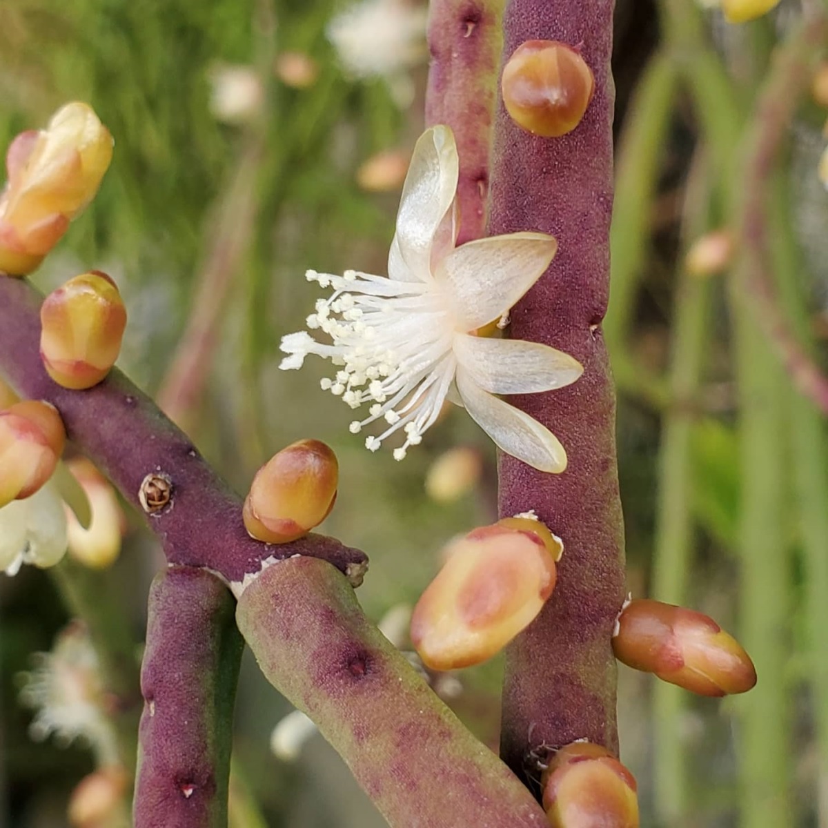 Rhipsalis grandiflora: The Pinky White Floral Gem of the Cactus Family ...