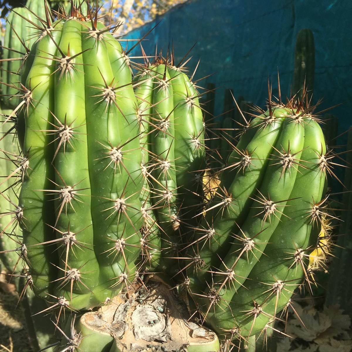 Trichocereus taquimbalensis: The Cactus with a Distinctive Spine Style ...