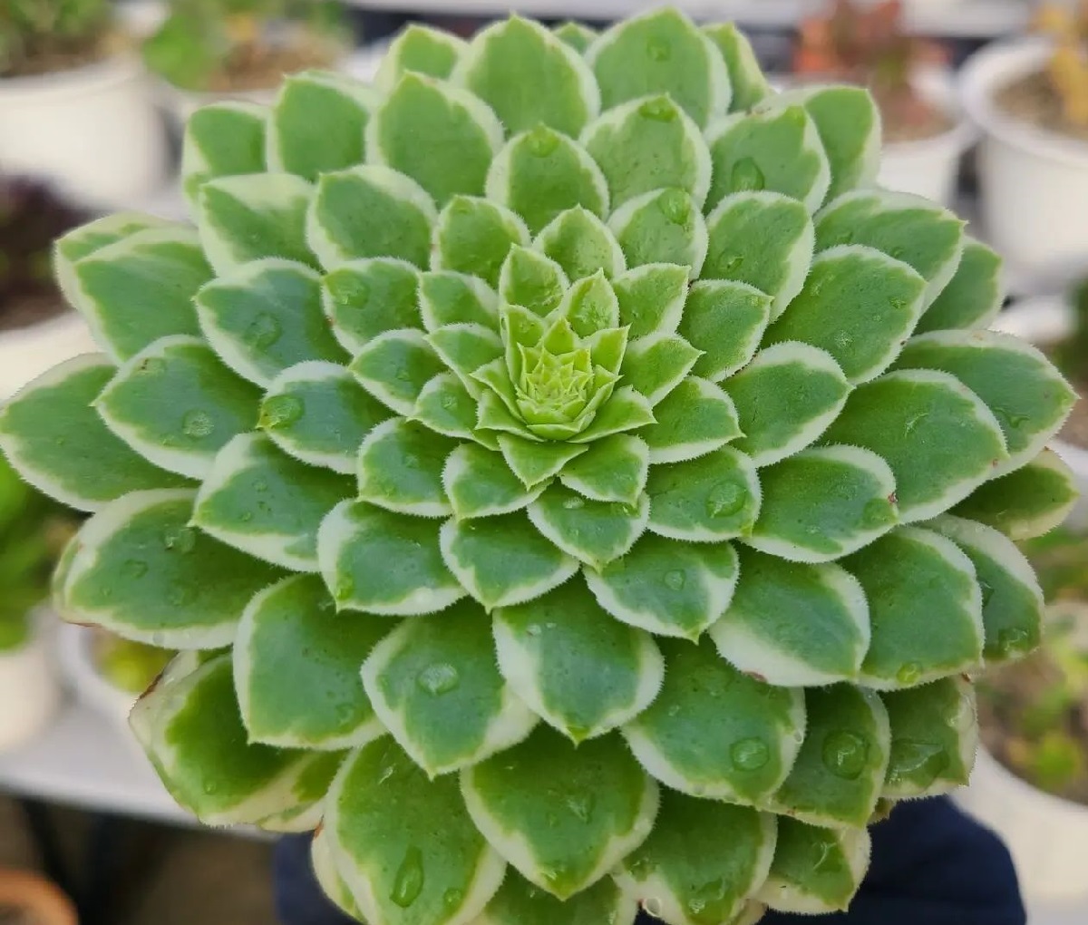 Unbelievable Variegation: Aeonium Emerald Ice's Mesmerizing Geometric Patterns | Succulent Alley