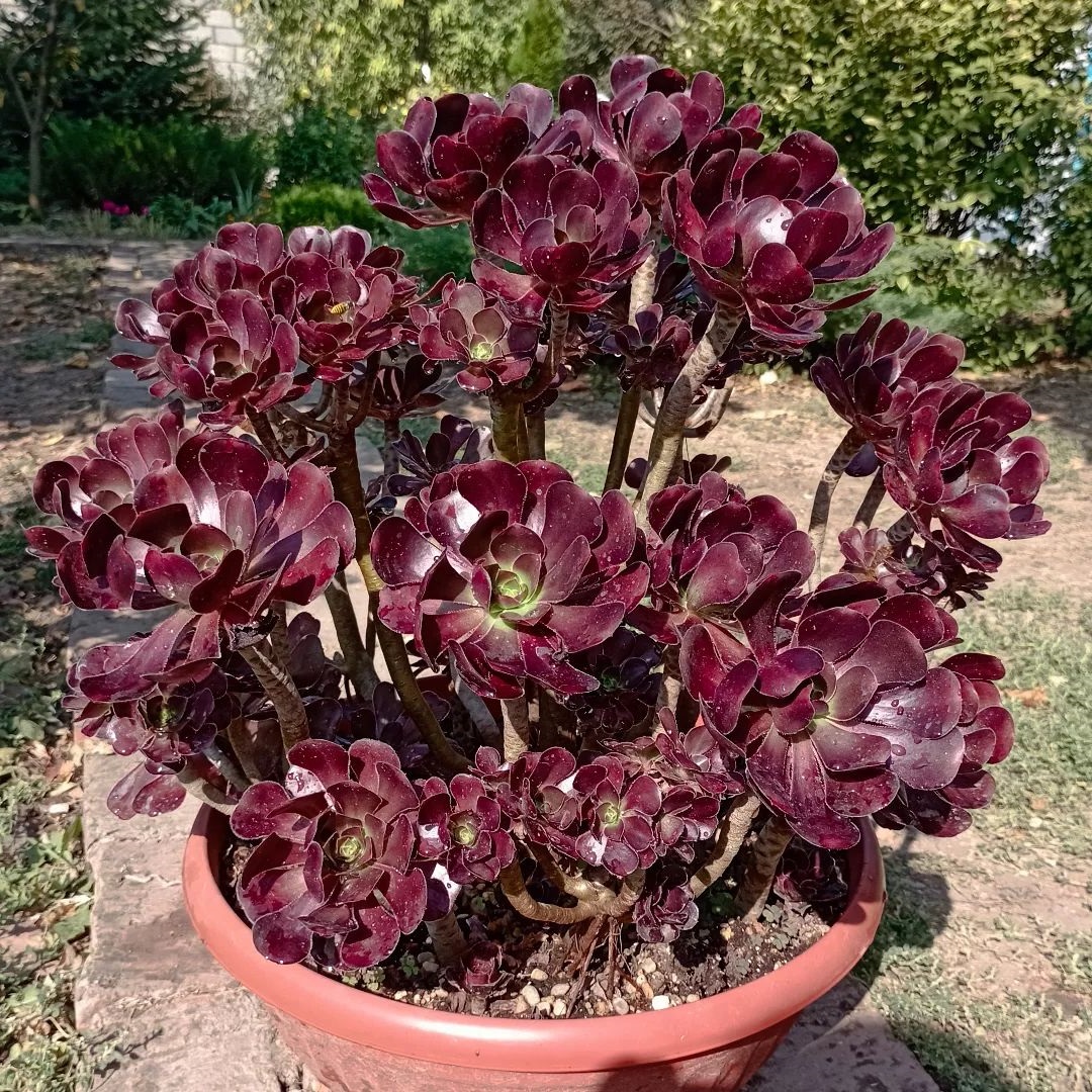 The Cyclops Aeonium Hybrid: A Bold Blend of Succulent Superstars ...