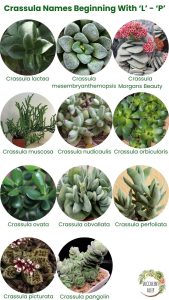 40+ Crassula Lower Classifications With Pictures | Succulent Alley