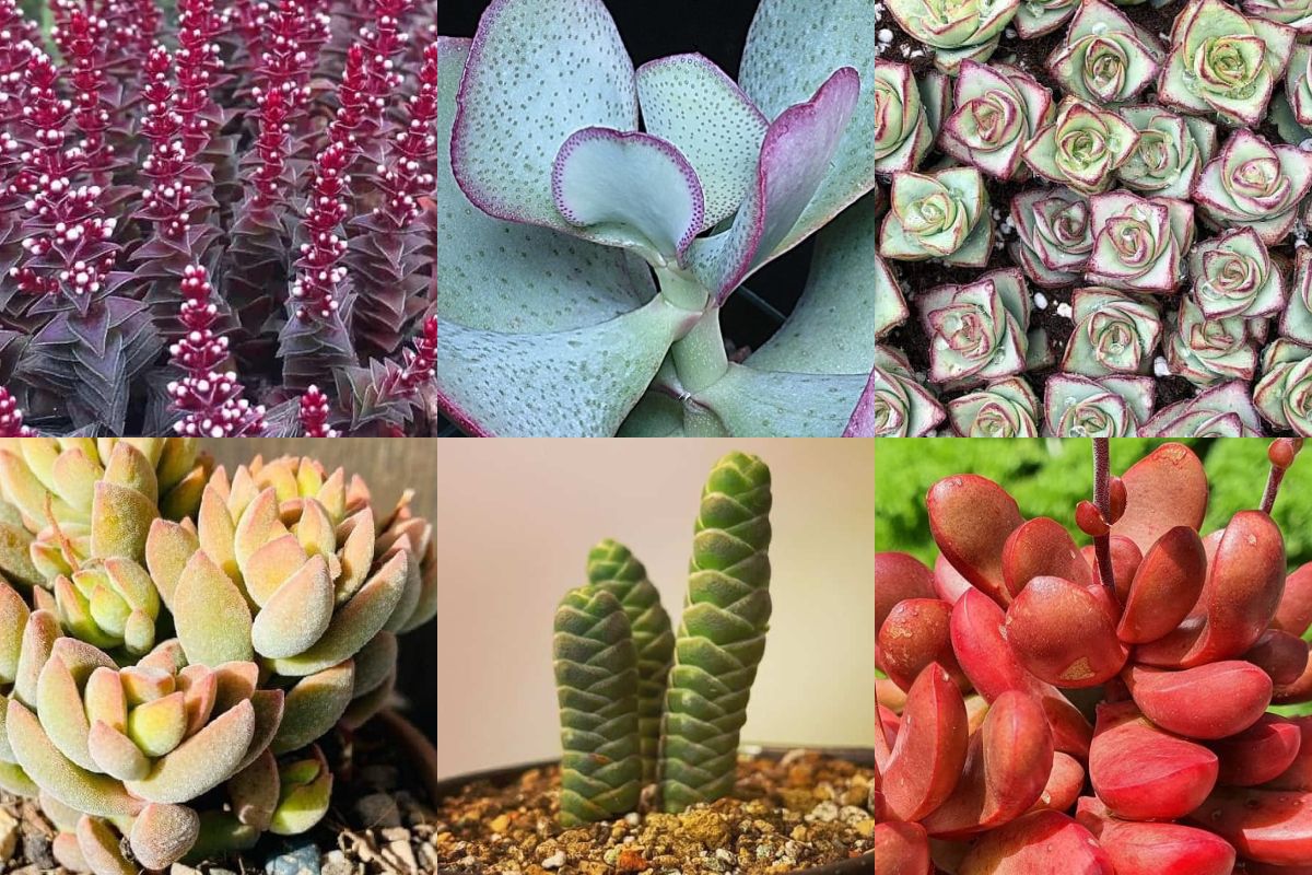 40+ Crassula Lower Classifications With Pictures | Succulent Alley