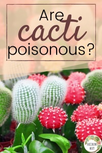 7 Poisonous Cacti Varieties You Should Be Aware Of | Succulent Alley