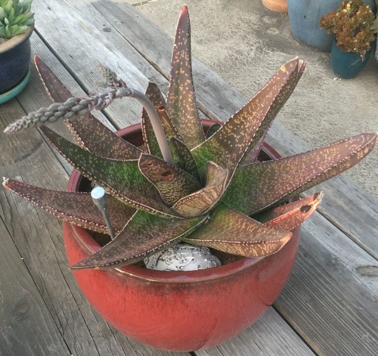 Gasteria Succulents: 33 Varieties and Care Tips | Succulent Alley