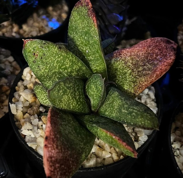 Gasteria Succulents: 33 Varieties and Care Tips | Succulent Alley
