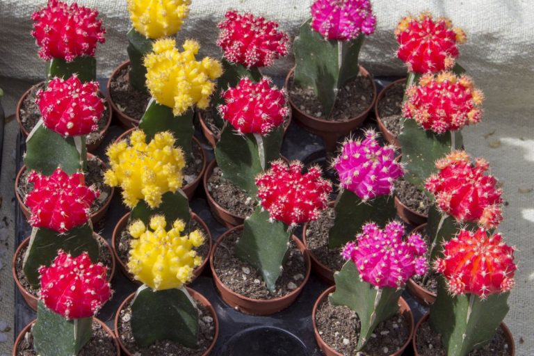 Cacti Reproduction: The Fascinating Way These Prickly Plants Multiply ...