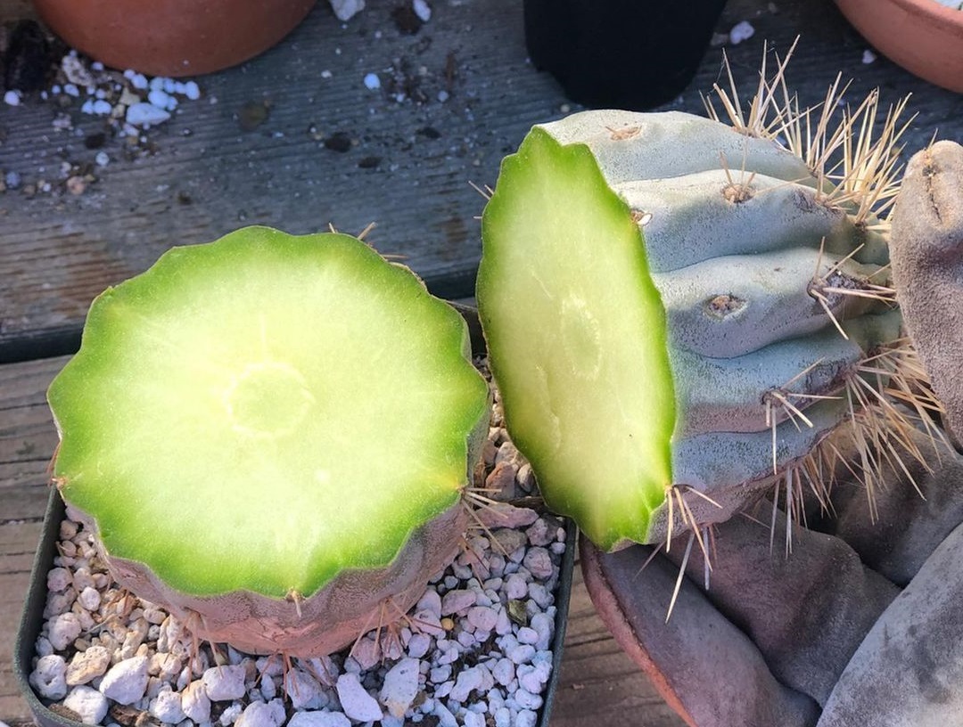 Cactus Trimming 101: Tips and Techniques | Succulent Alley