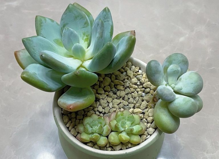 Pachyphytum Succulents 101: Varieties and Care Explained | Succulent Alley