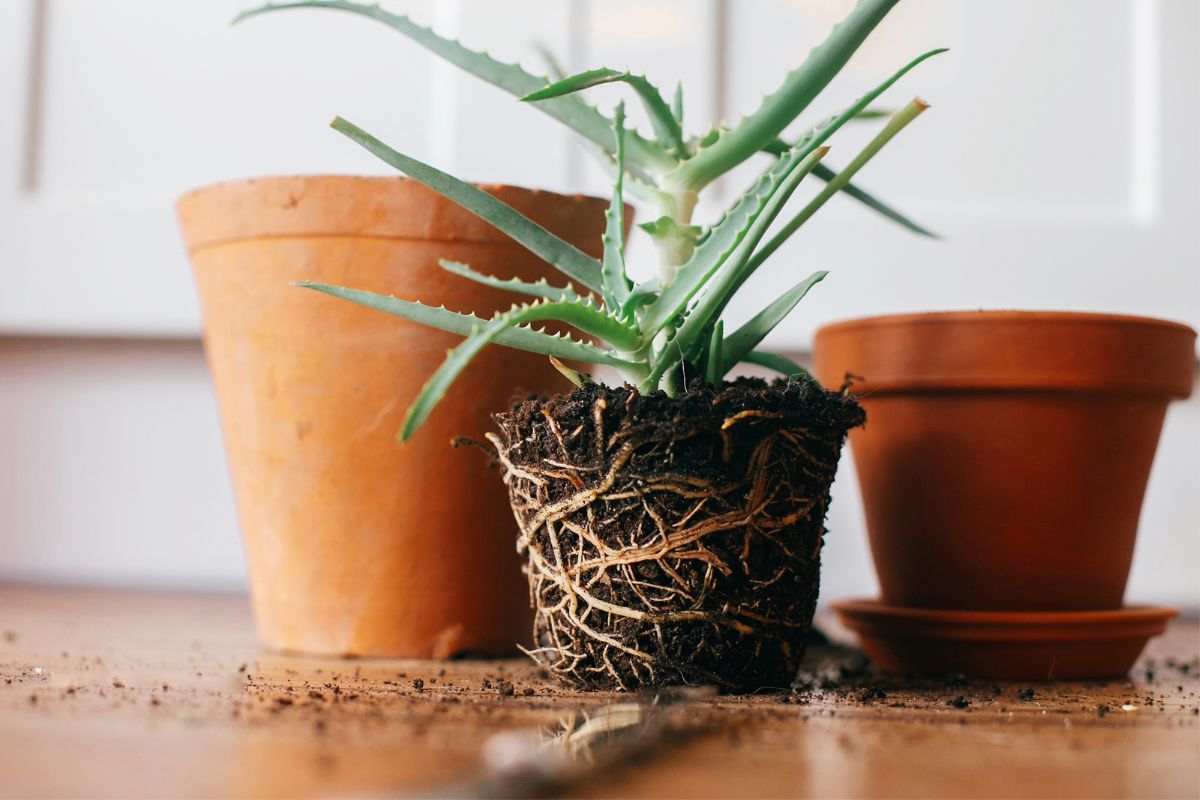 How to Repot Succulents - Step by Step Instructions