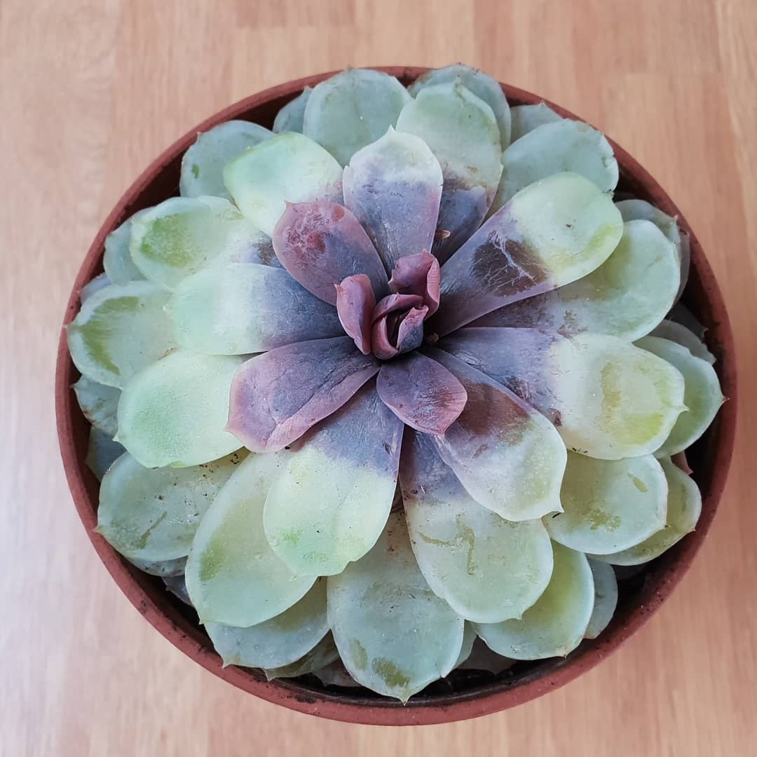 Identifying Root Rot in Succulents: A Simple Checklist | Succulent Alley