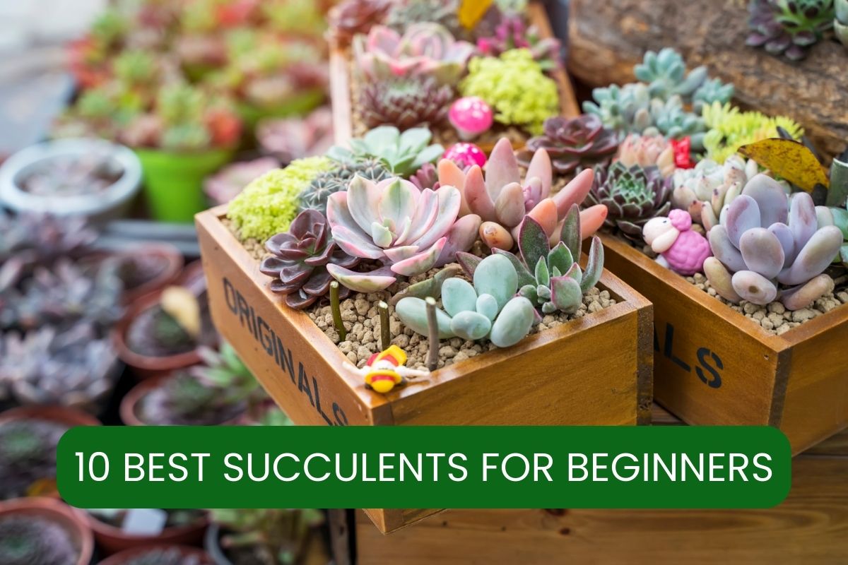 New to Succulents? Start With These 10 Beginner Favorites | Succulent Alley