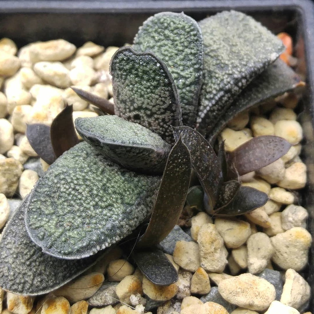 Gasteria Succulents: 33 Varieties and Care Tips | Succulent Alley