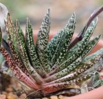 Gasteria Succulents: 33 Varieties and Care Tips | Succulent Alley