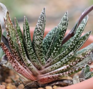 Gasteria Succulents: 33 Varieties and Care Tips | Succulent Alley