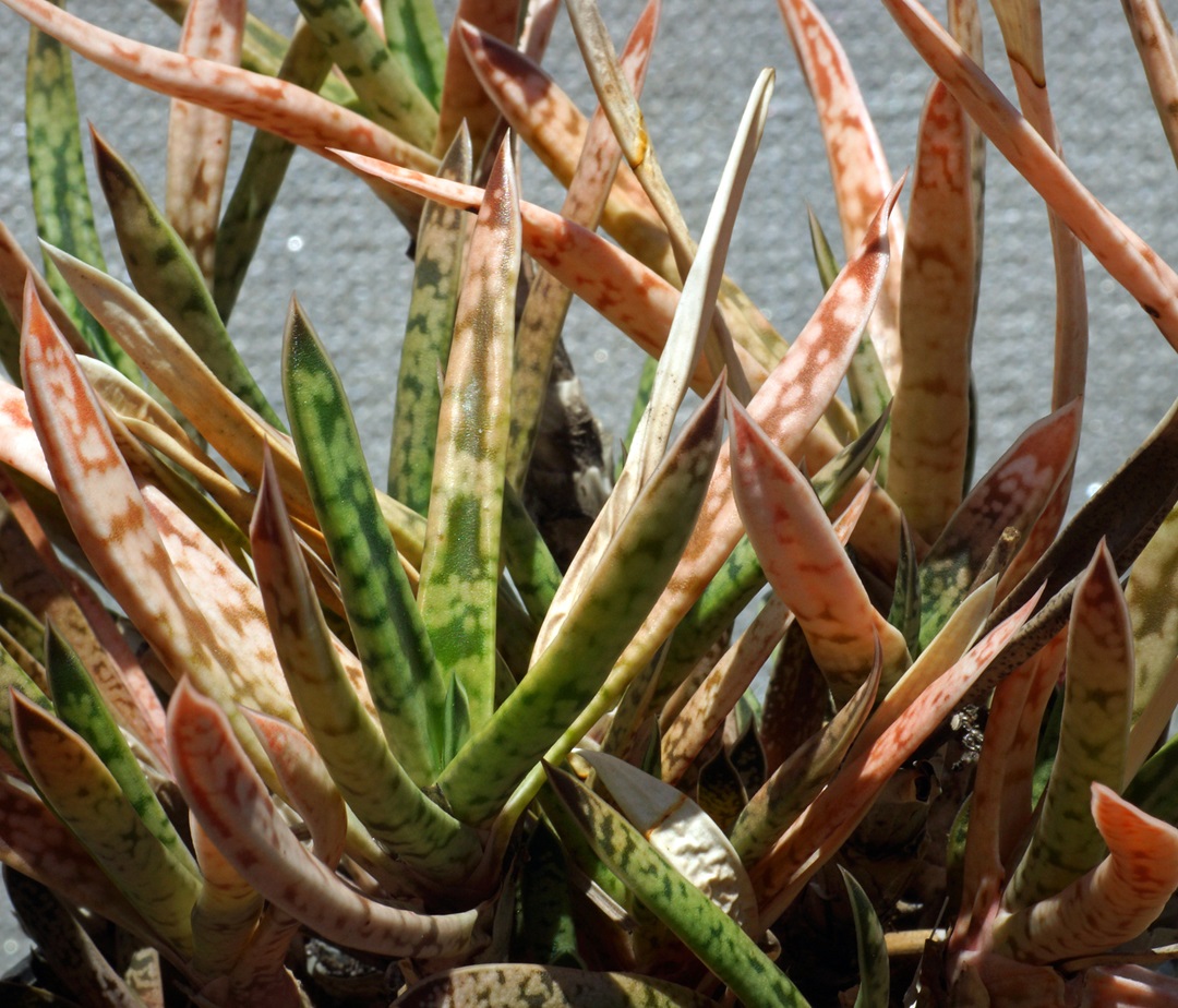 Gasteria Succulents: 33 Varieties and Care Tips | Succulent Alley