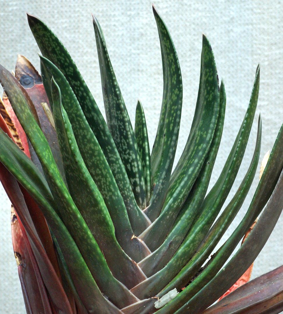 Gasteria Succulents: 33 Varieties and Care Tips | Succulent Alley