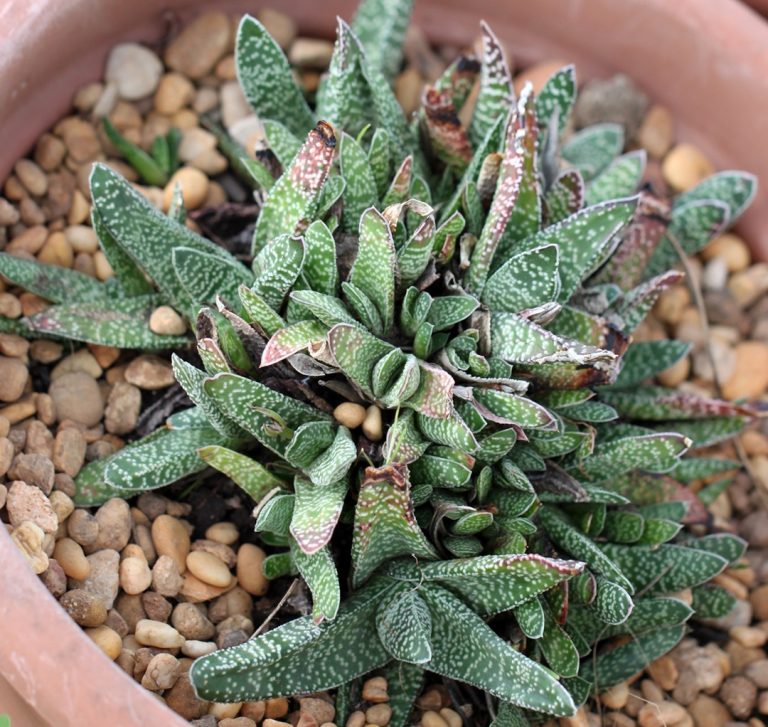 Gasteria Succulents: 33 Varieties and Care Tips | Succulent Alley