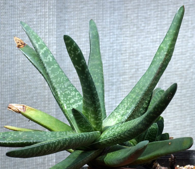 Gasteria Succulents: 33 Varieties and Care Tips | Succulent Alley