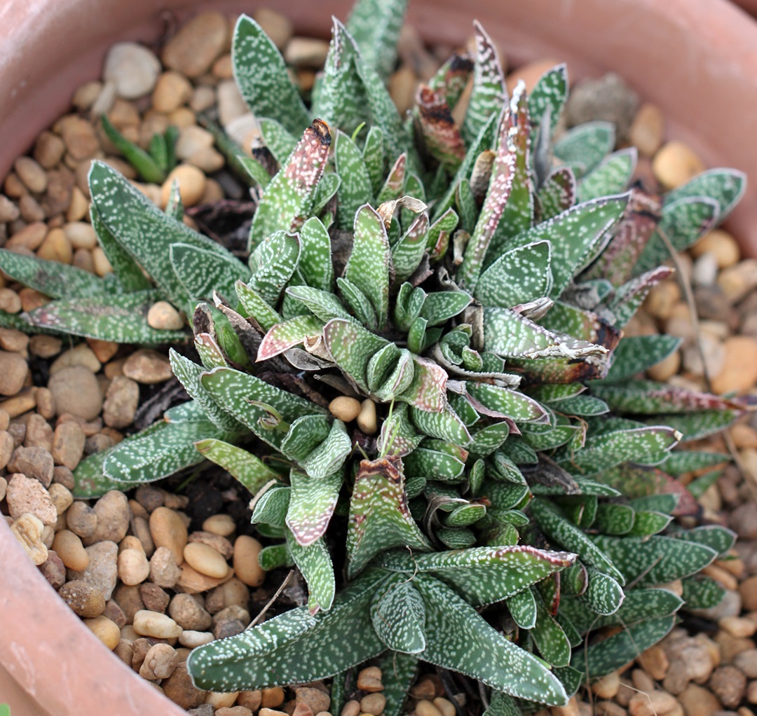 Gasteria Succulents: 33 Varieties and Care Tips | Succulent Alley