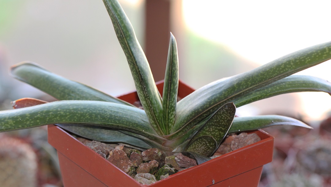 Gasteria Succulents: 33 Varieties and Care Tips | Succulent Alley