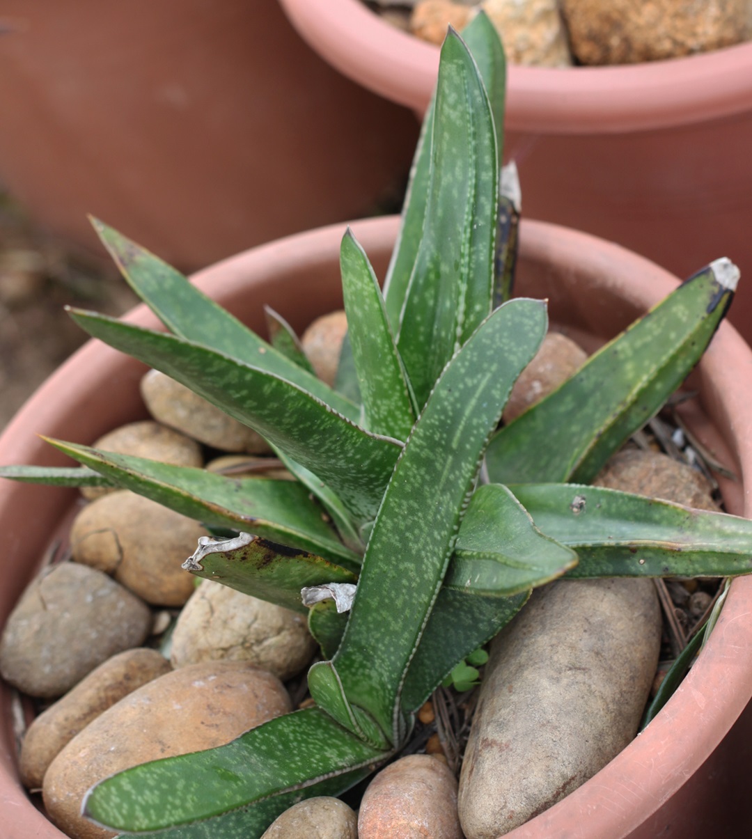 Gasteria Succulents: 33 Varieties and Care Tips | Succulent Alley