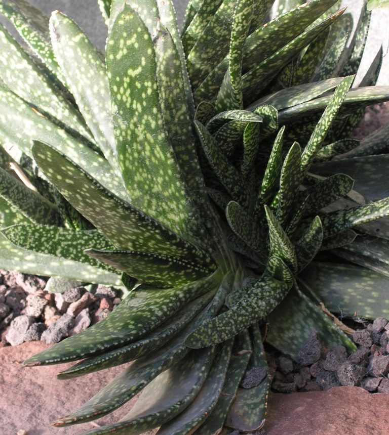 Gasteria Succulents: 33 Varieties and Care Tips | Succulent Alley