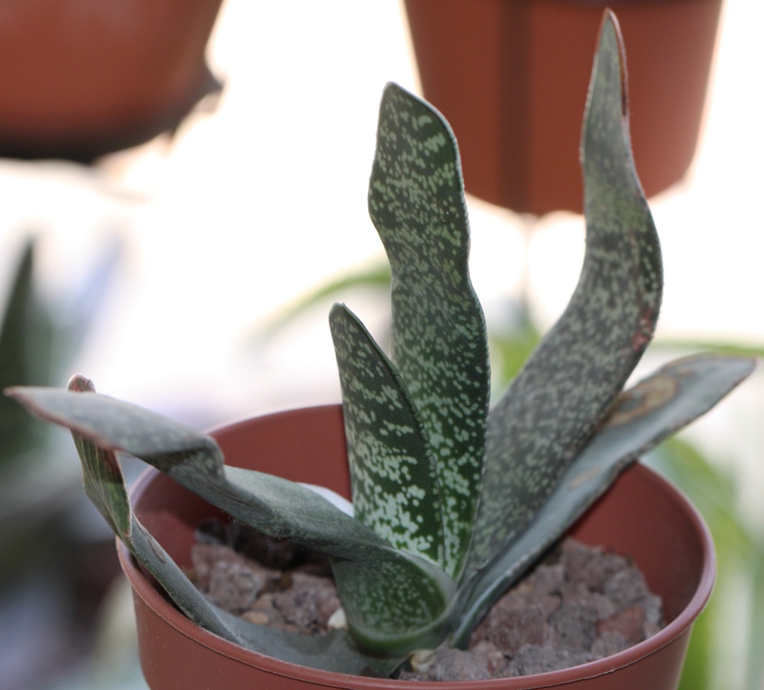 Gasteria Succulents: 33 Varieties and Care Tips | Succulent Alley