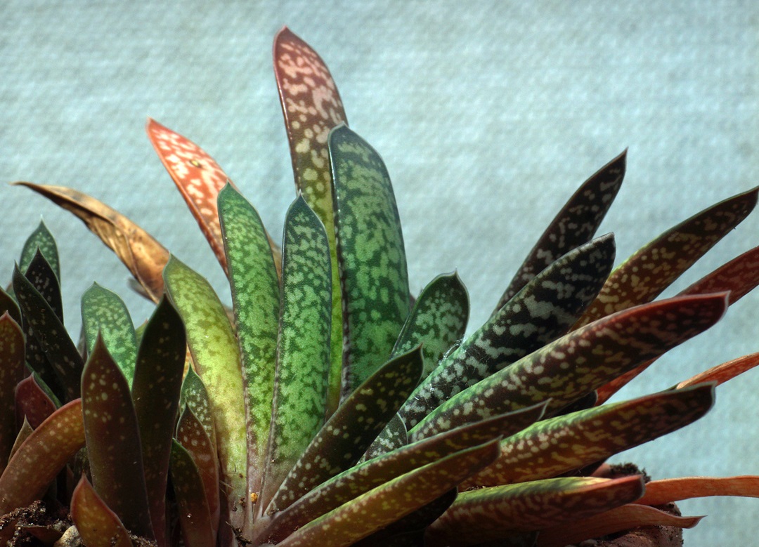 Gasteria Succulents: 33 Varieties and Care Tips | Succulent Alley