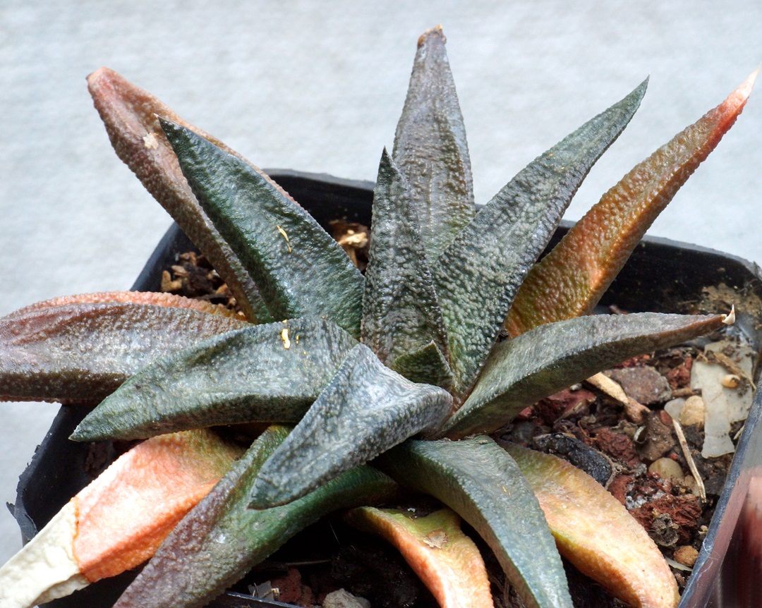 Gasteria Succulents: 33 Varieties and Care Tips | Succulent Alley