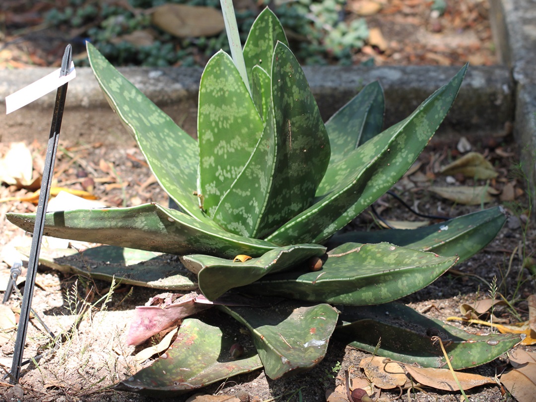 Gasteria Succulents: 33 Varieties and Care Tips | Succulent Alley