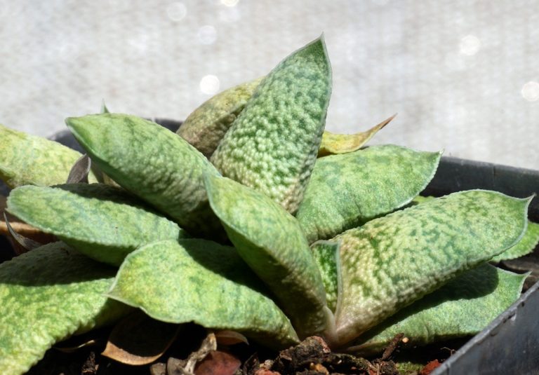 Gasteria Succulents: 33 Varieties and Care Tips | Succulent Alley
