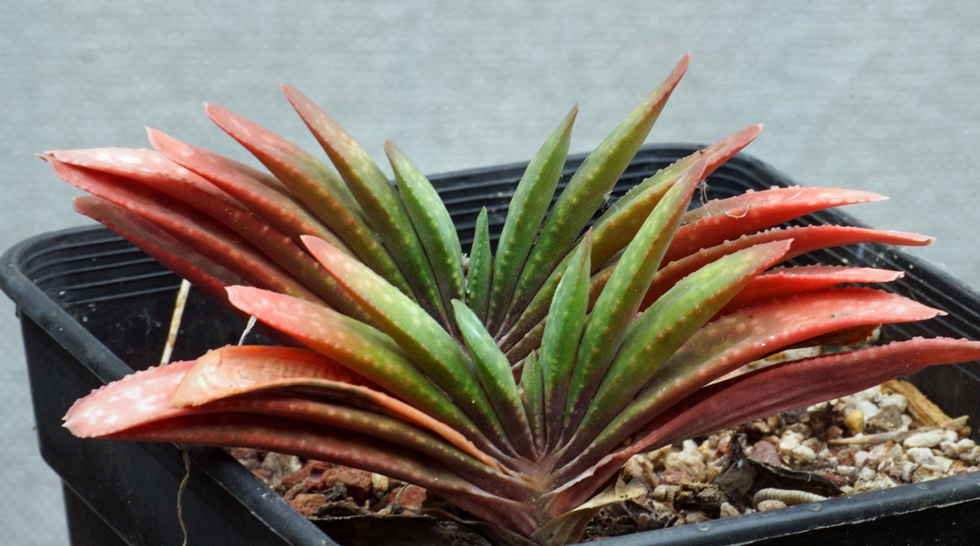 Gasteria Succulents: 33 Varieties and Care Tips | Succulent Alley